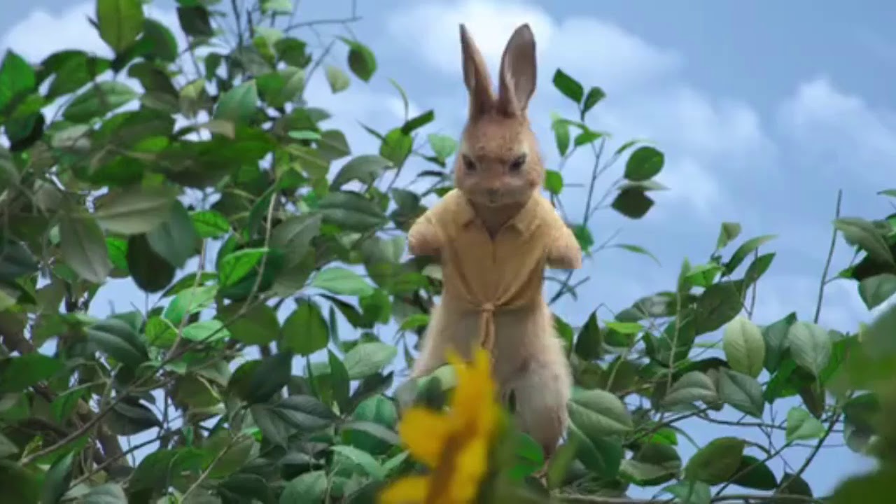 PETER RABBIT#unOFFICIAL HINDI SCENES - YouTube