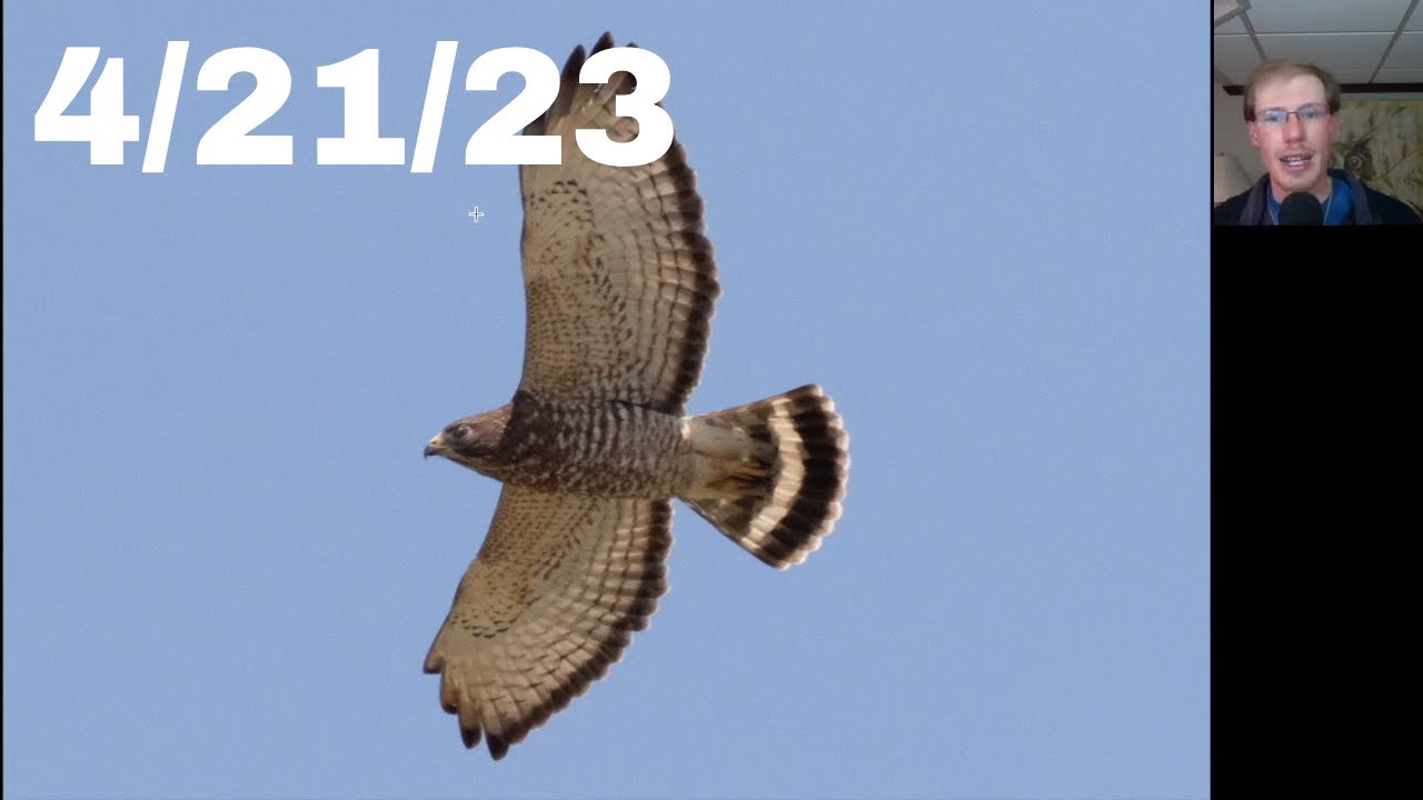 [52] Thousands of Broad-winged Hawks at the Braddock Bay Hawk Watch ...