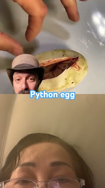 Hatching python eggs #short #pythonegg #hatching - YouTube
