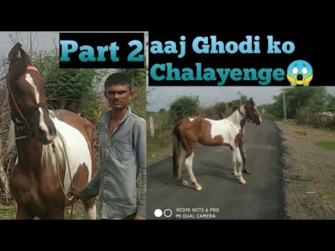 Part 2 || horse Recovery || ghode ke per me chot aayi uska 2 din hai # ...