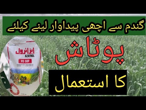 Potash Fertilizer in wheat crop || how to use potash in crops #sop# ...