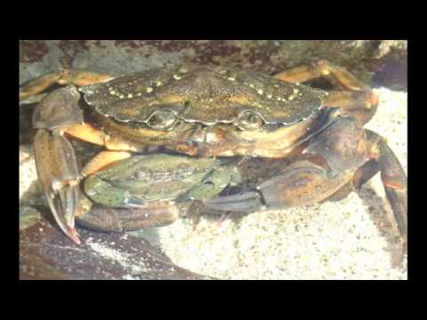 BOSTON CRABS-WHO - YouTube