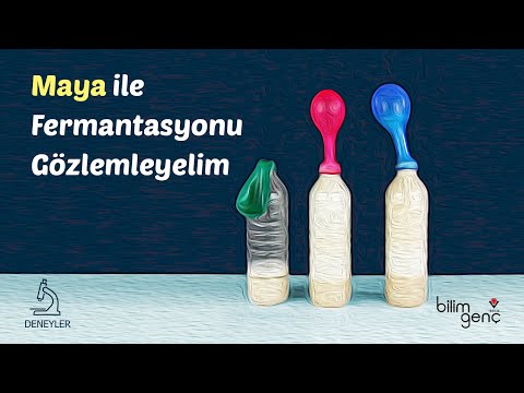 Maya ile Fermantasyonu Gözlemleyelim