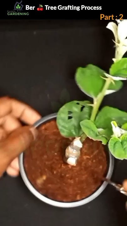 Plum Tree Grafting Method : Grow Plum tree at home Easy Process - YouTube