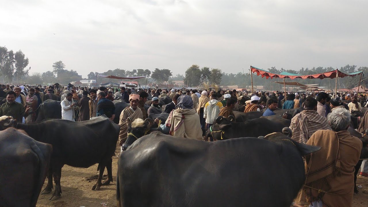 24 December 2023 fateh pur buffaloe market rate update || District ...