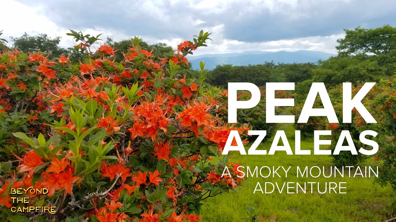 Azaleas at the Peak - Backpacking Gregory Bald, Great Smoky Mountains ...