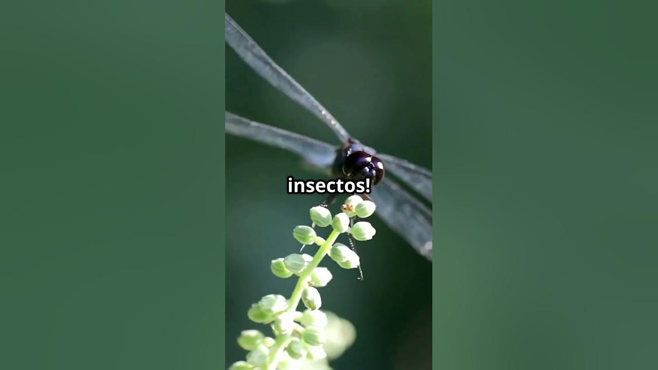 ¡Insectos con Superpoderes Reales que No Creerás! #curiosidades #datoscuriosos - YouTube