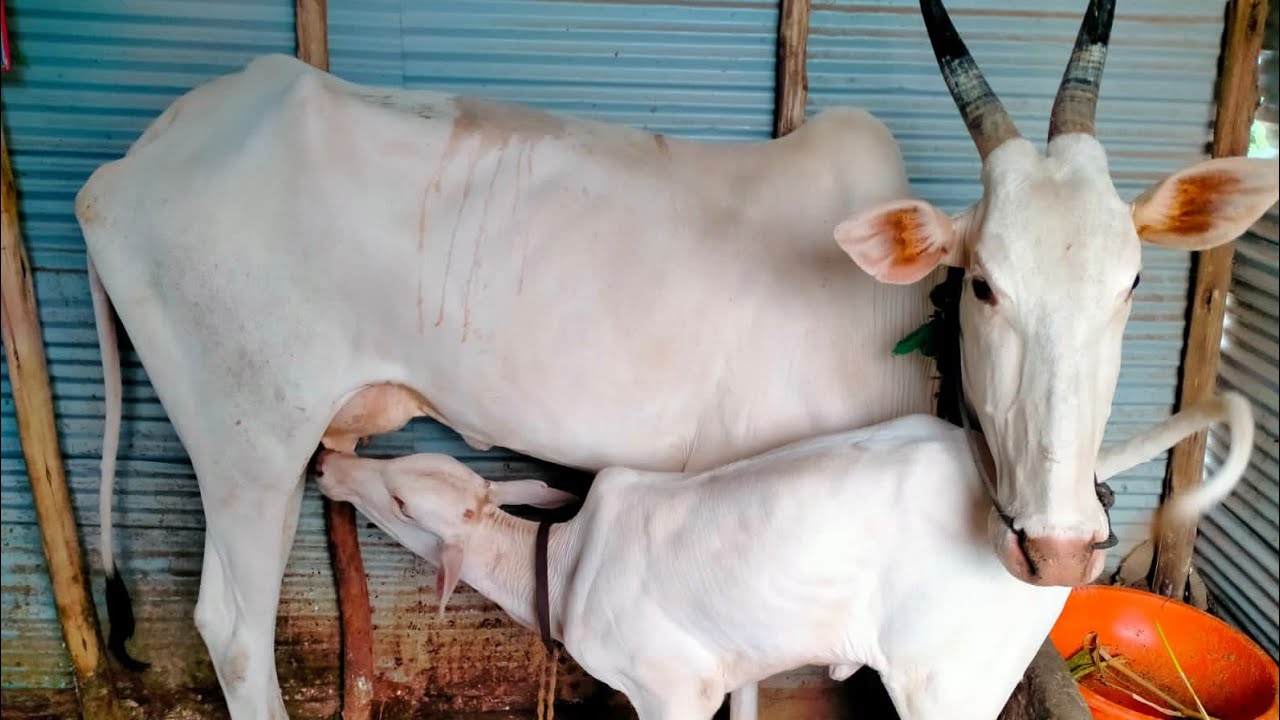 Vijaypura gram new cow || Superhit new cow review from vijaypura ...