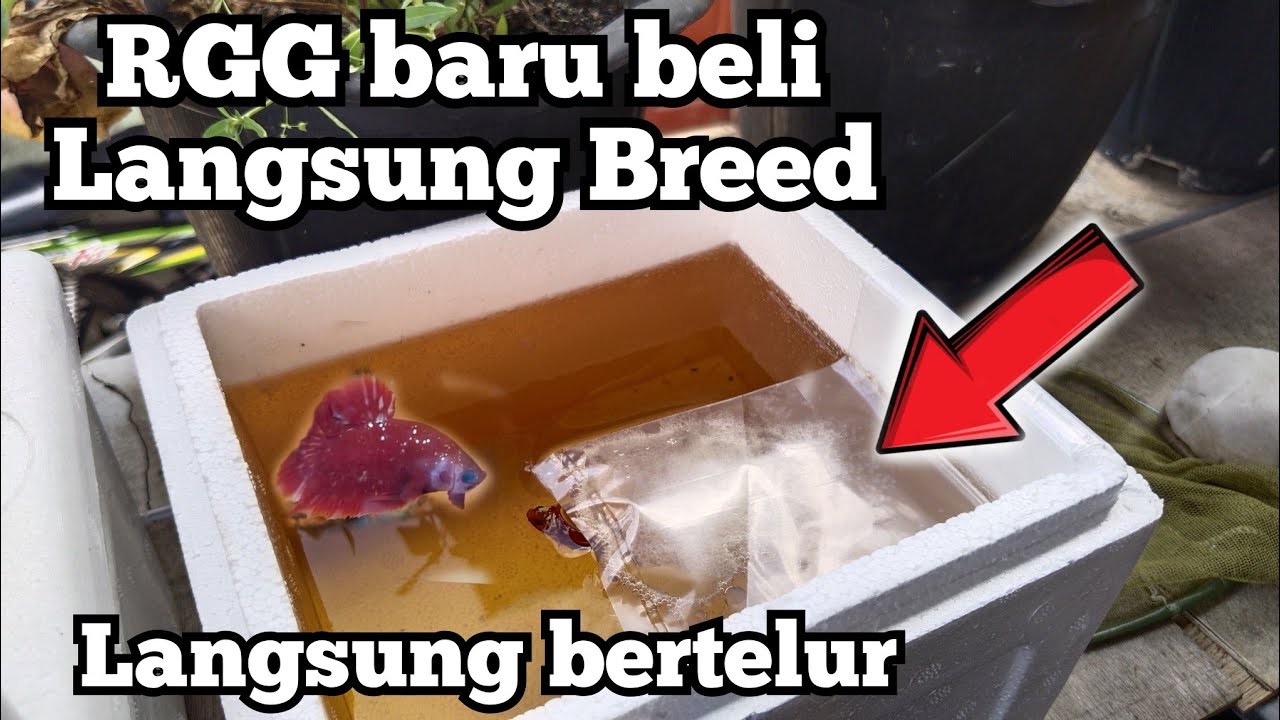 Ikan baru beli langsung di breed.. RGG - YouTube