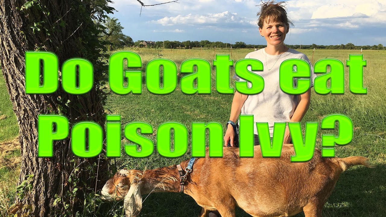 Yes, Goats Eat Poison Ivy. Here's How to Use Them Safely ...