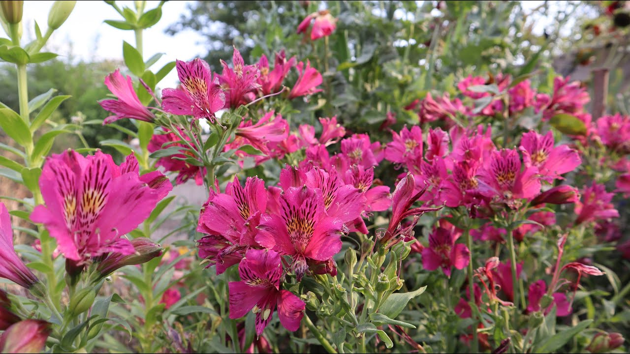 11 flores que atraen polinizadores - PARTE 2 - abejas - mariposas ...