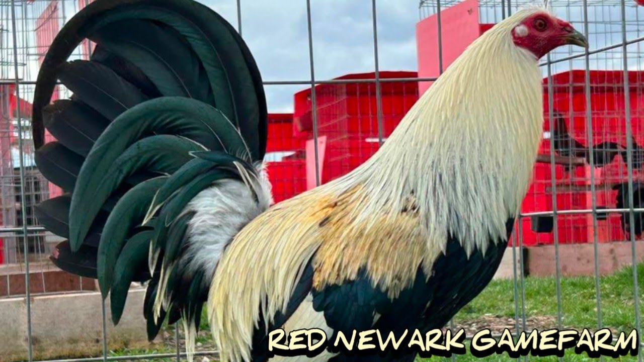 RED NEWARK FARM - YouTube
