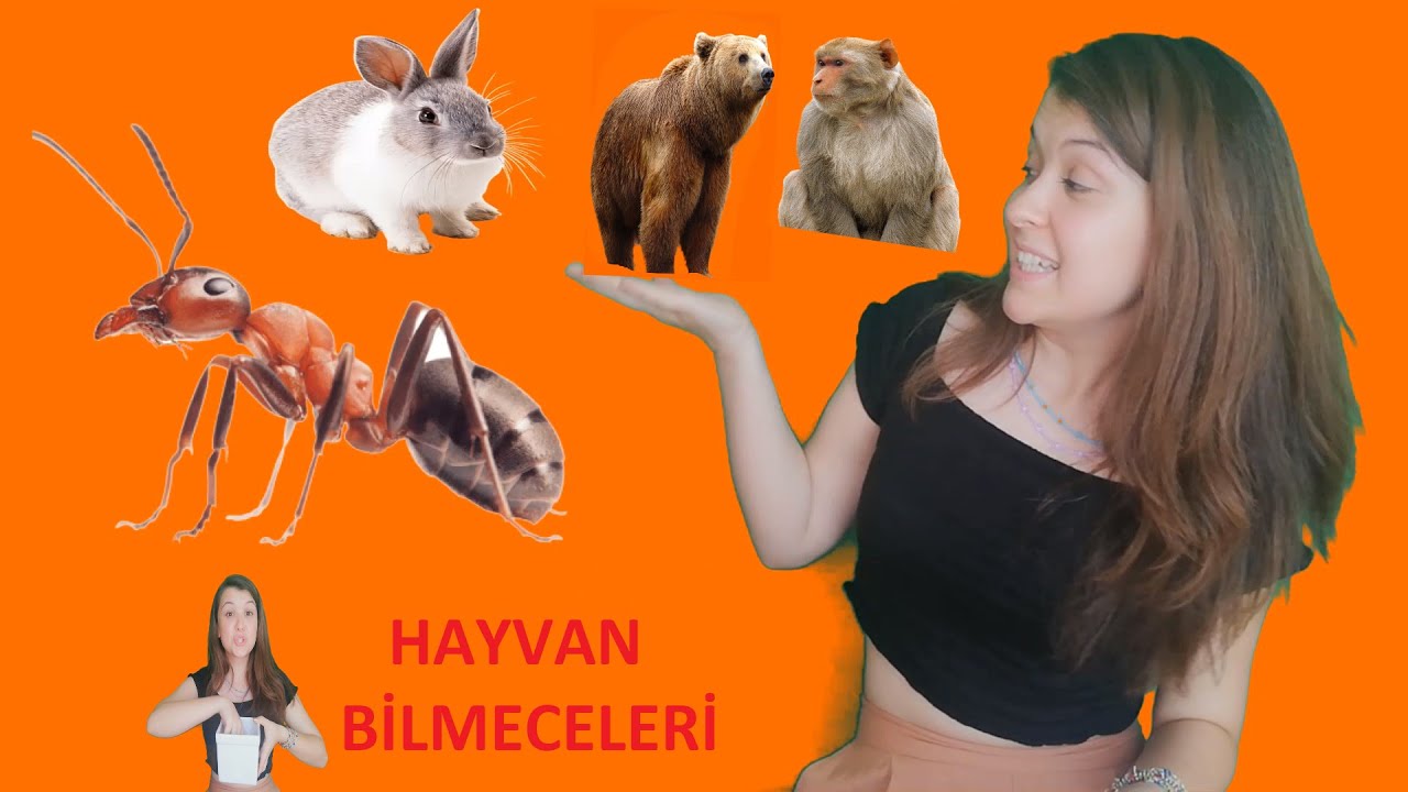 Hayvan Bilmeceleri / Okul Öncesi Bilmeceleri/Kolay Bilmeceler - YouTube