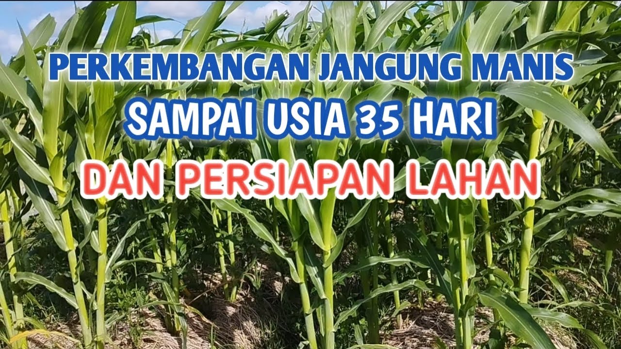 CARA TANAM JAGUNG MANIS DAN PERSIAPAN LAHAN. - YouTube