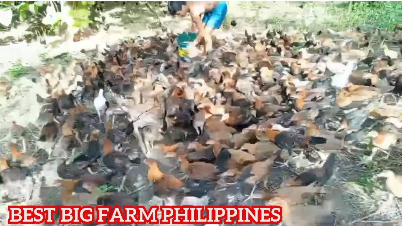 Beautiful View Best Big Farm Philippines Feeding Time - John Uy Bico ...