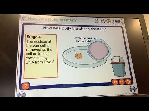 KS4-GCSE-Biology-Dolly the sheep and fusion cell cloning - YouTube