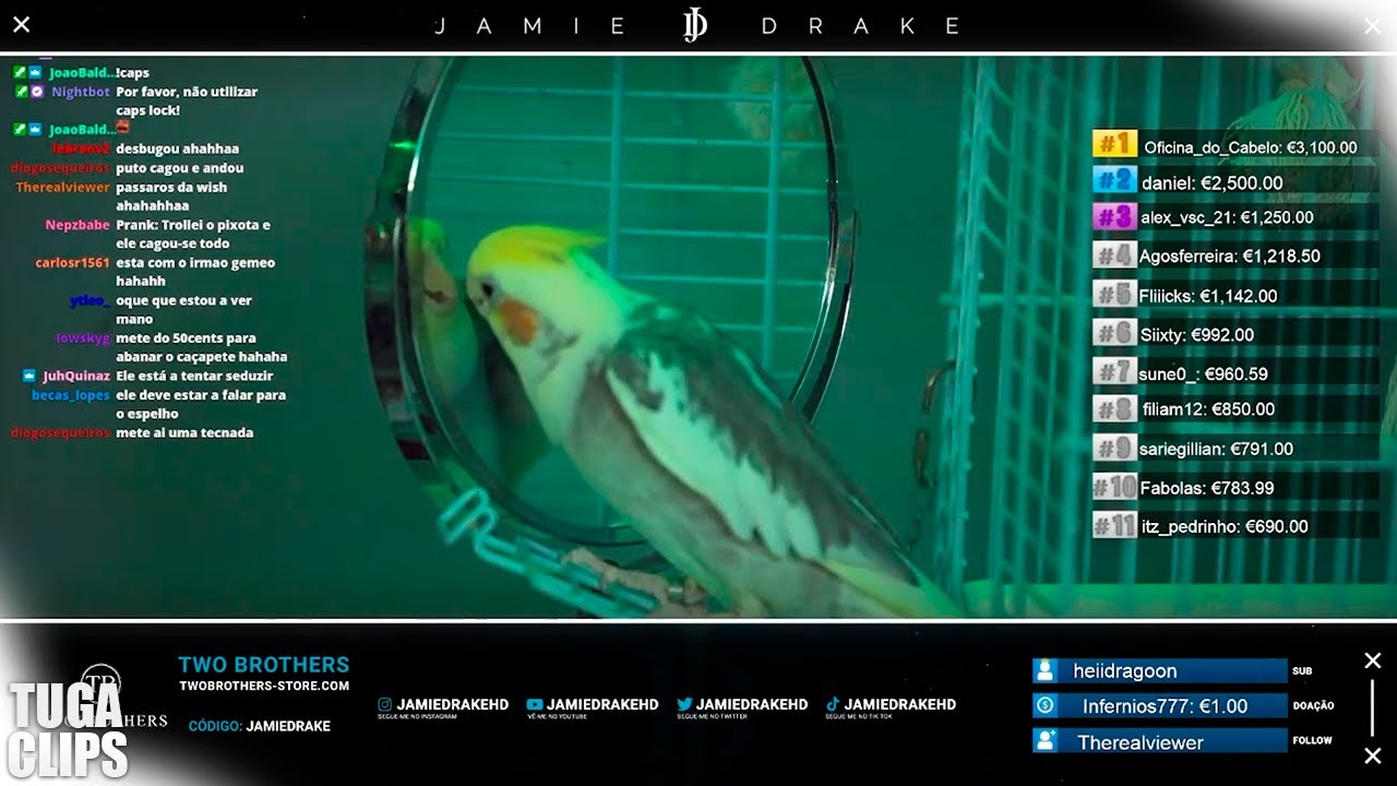 PÁSSARO DO JAMIE DANÇA EM LIVE - YouTube