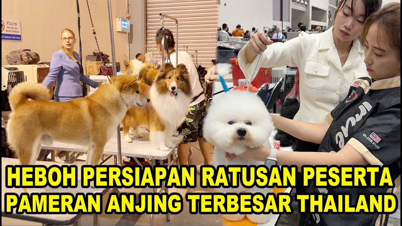 Heboh Persiapan Peserta Pameran Anjing Terbesar Thailand International ...