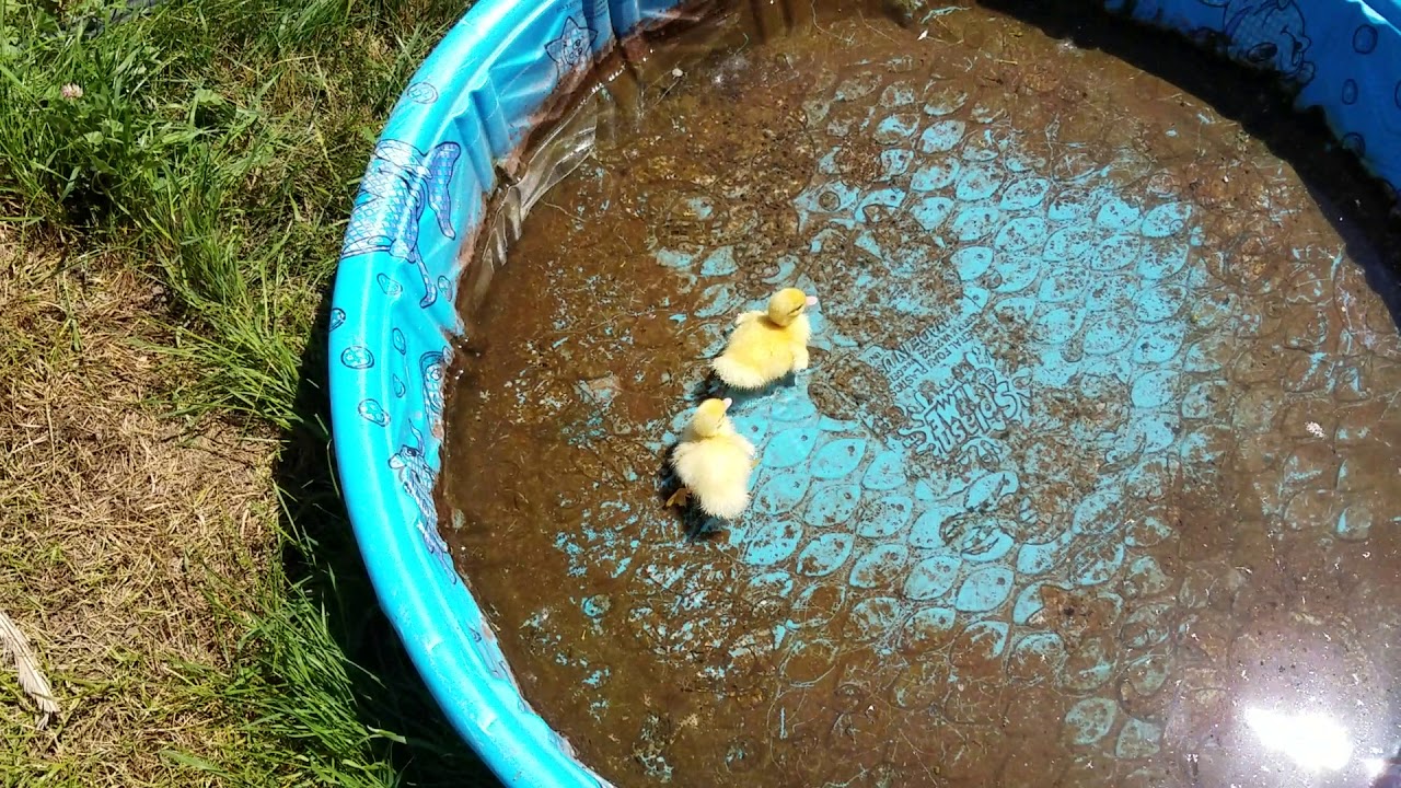 Duckling with splayed or straddle legs - YouTube