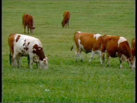 cows - YouTube