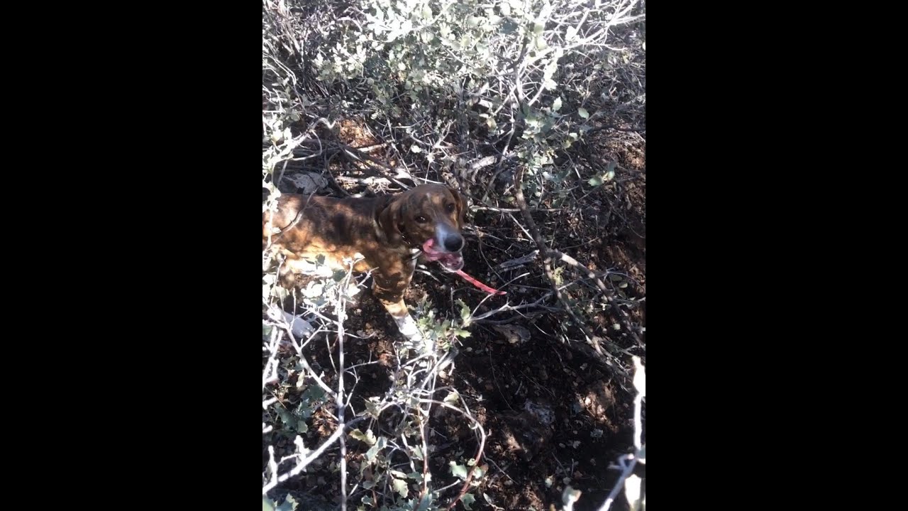 hiking in Arizona with hounds and coati's? - YouTube