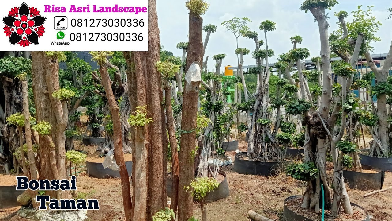 Jual & Harga Bonsai Taman Super Dolar Fosil, Randu Varigata, Pohon Pule ...