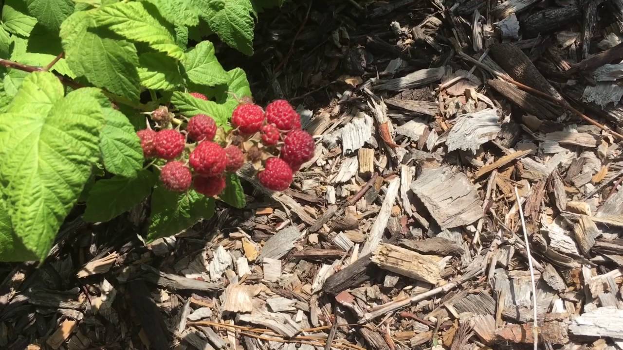 My Back to Eden Berry Patches - YouTube