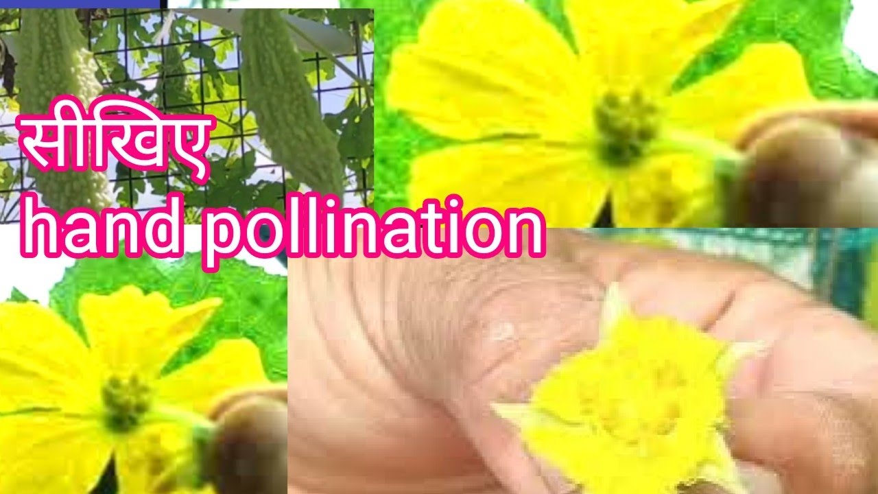 how we do hand pollination - YouTube
