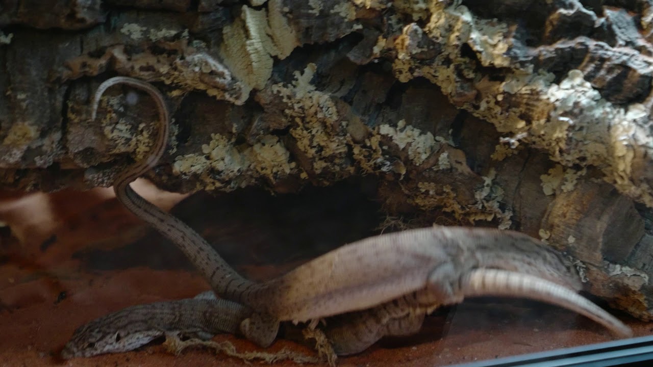 Pygmy Mulga monitors fight - YouTube