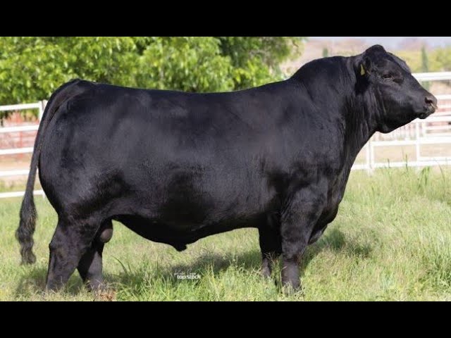 Ganado Beefmaster Cruzado Con Angus Generalidades De La Ganadería