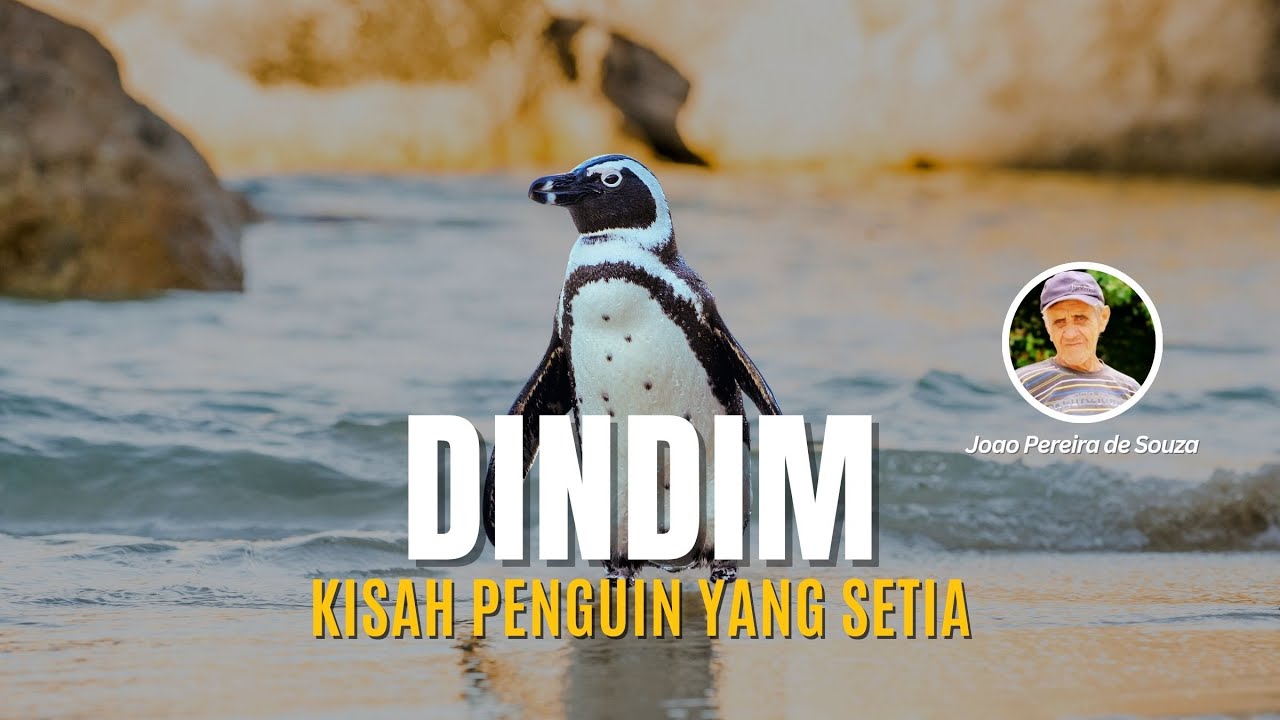 Kisah DinDim: Penguin Galapagos yang Setia - YouTube