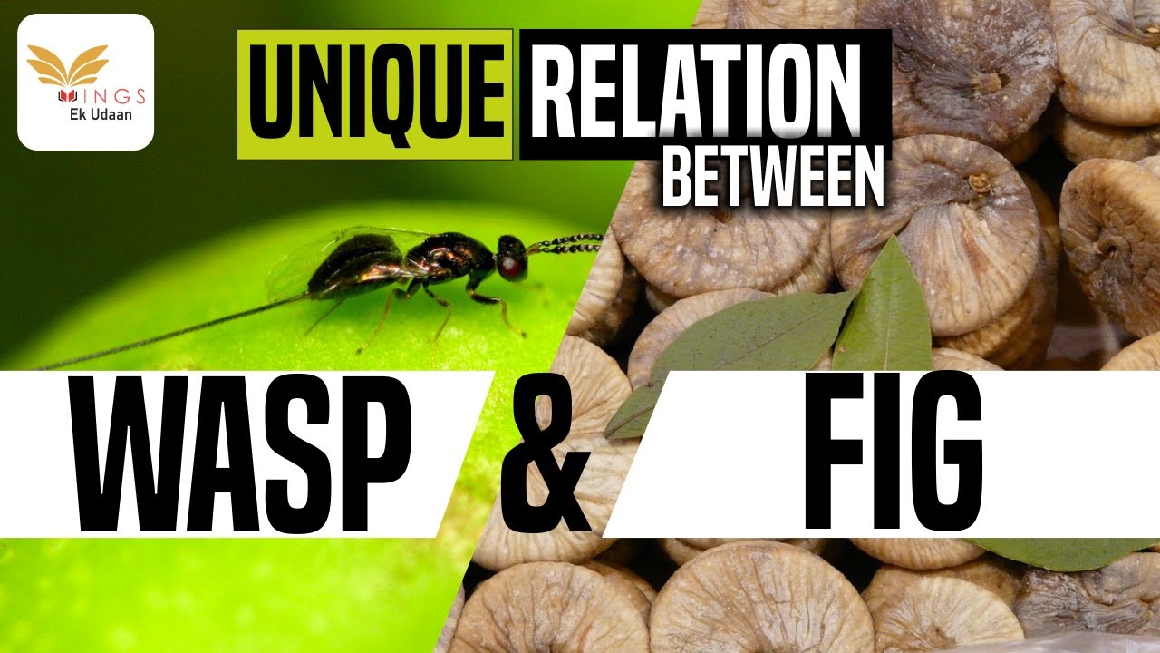 Unique relationship between Fig and Wasp #mutualism - YouTube