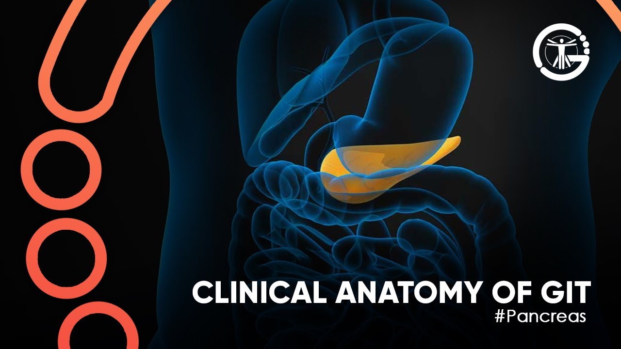 Clinical Anatomy of GIT | Pancreas | Mr. M. Abbas - YouTube