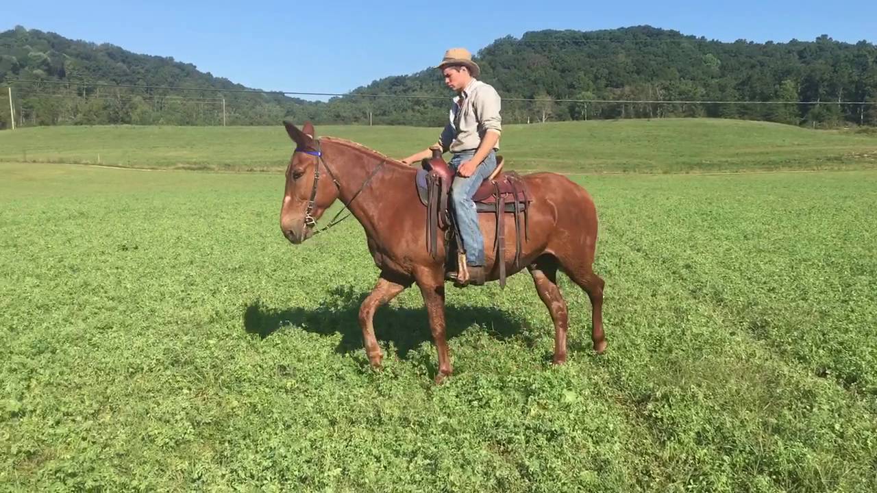 Big Jimmy. Draft cross mule for sale - YouTube