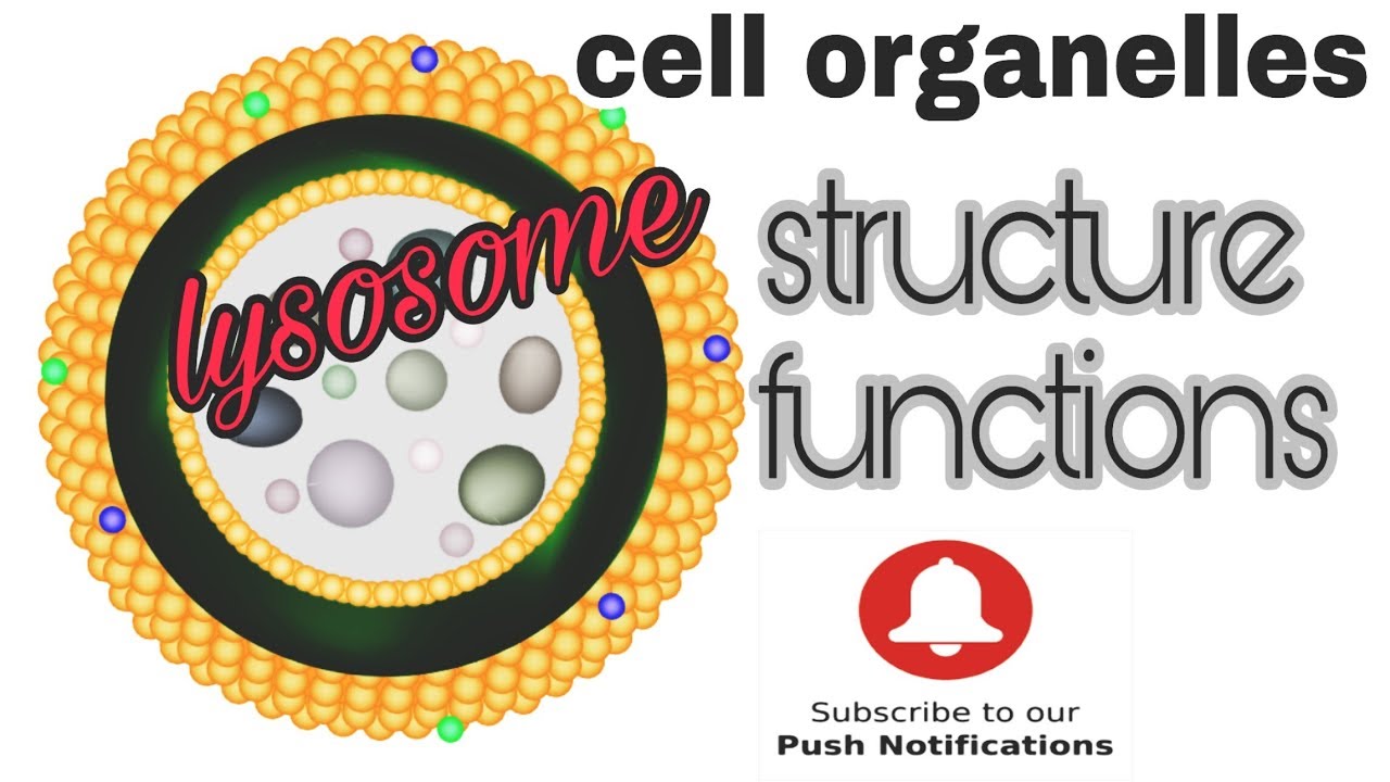 lysosomes structure and function animation easy to learn - YouTube