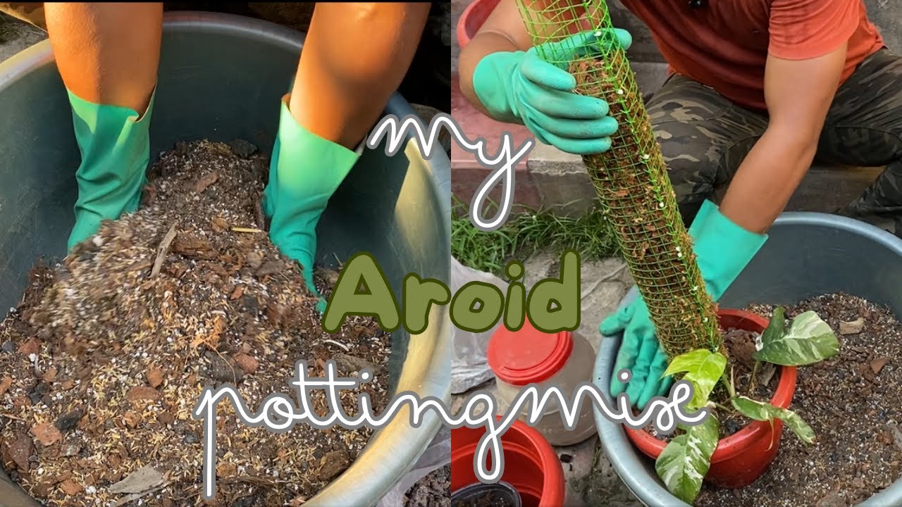 Crafting the Ultimate Aroid Potting Mix & Moss Poles with a Side of ...