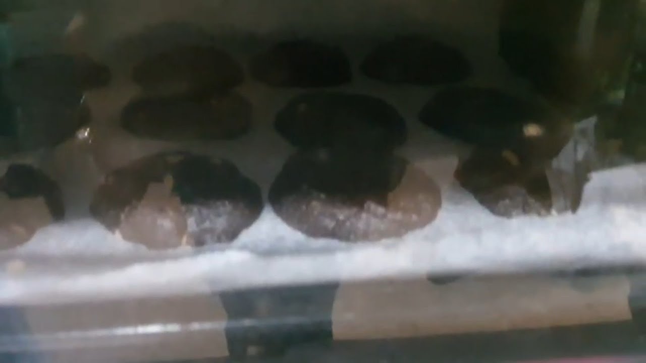 Vlog 1. With criminal cookies - YouTube