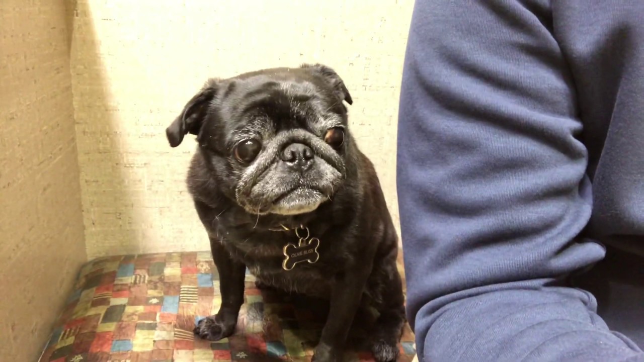 Pug Brain Fart - YouTube