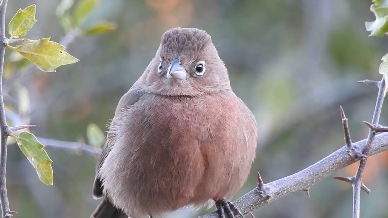 Brasita de fuego hembra (Coryphospingus cucullatus) - YouTube