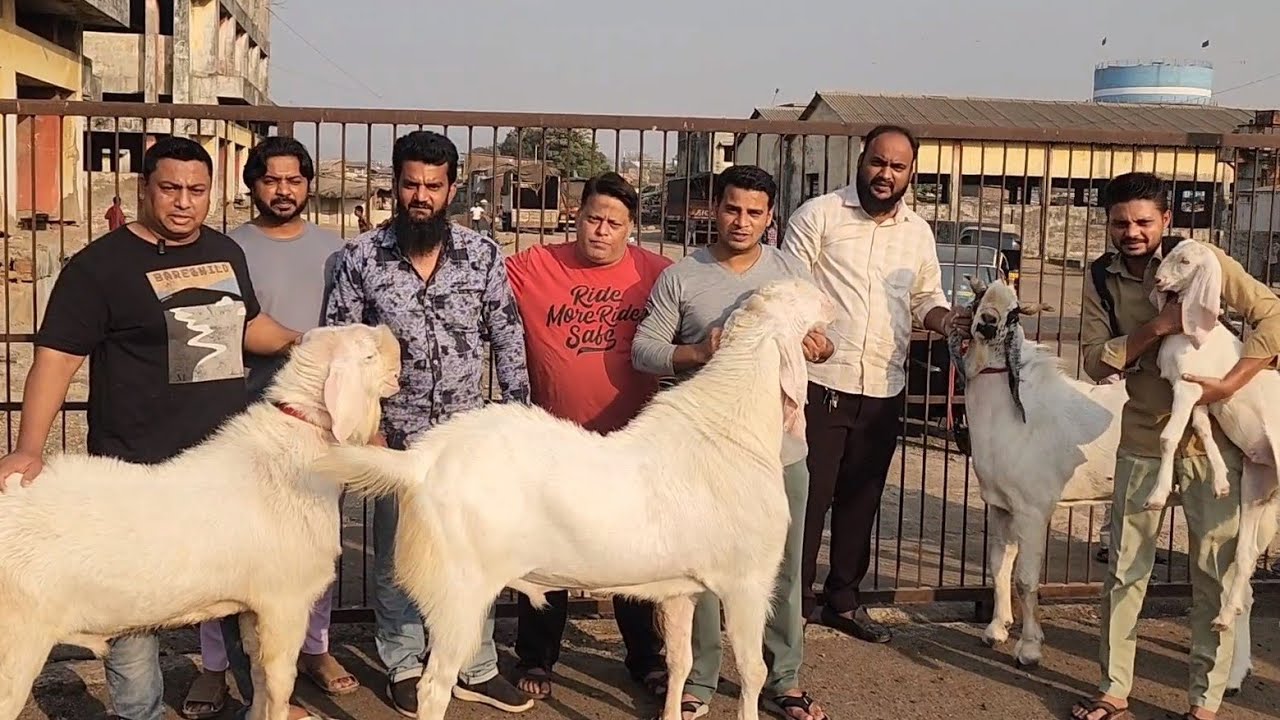 Biggest & Best Bakro Ka Collection | Team Bhiwandi Ka Lajawaab Saukh ...