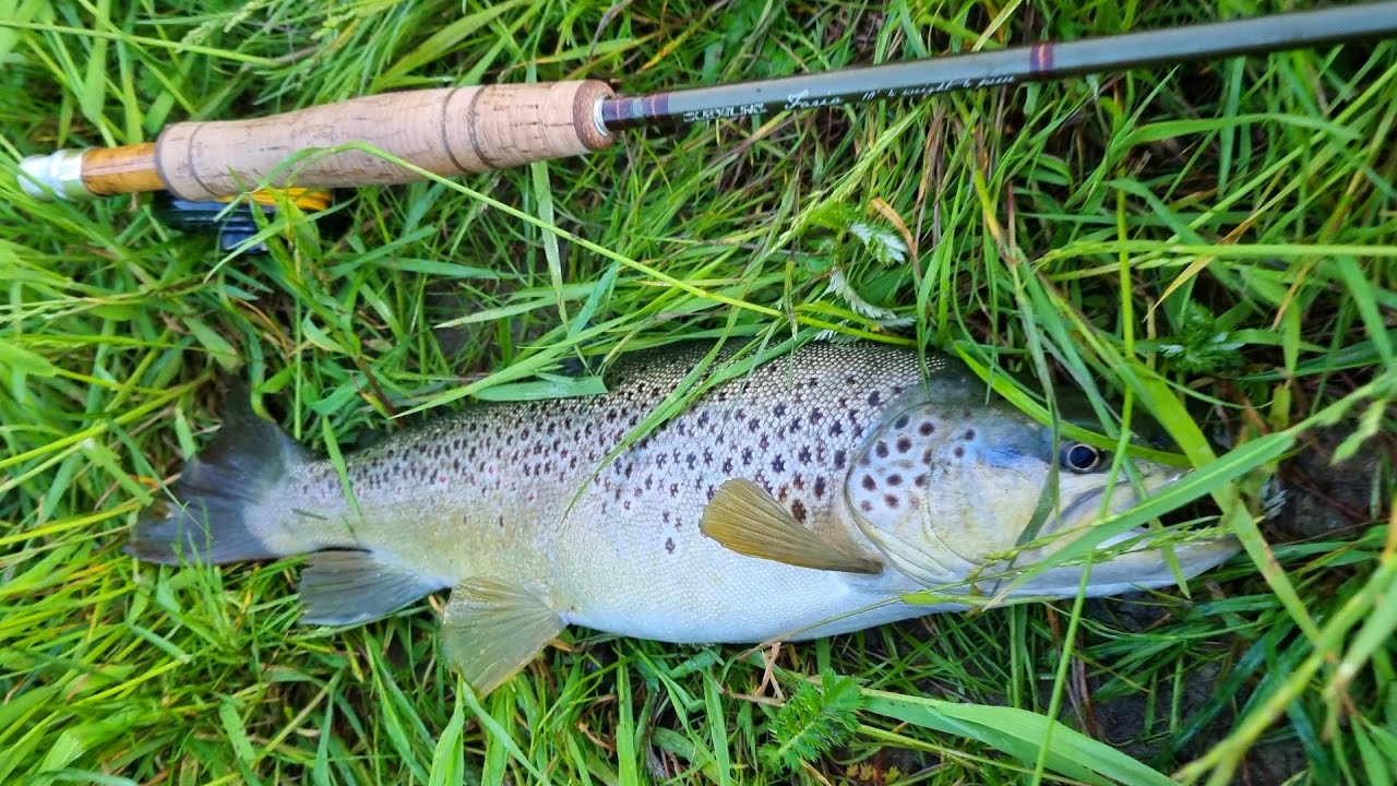 fly fishing the mayfly hatch - Ephemera danica - YouTube