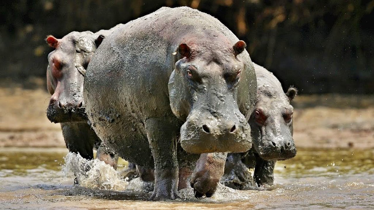 Hippo Attacks Bull Shark After Approaching 14 Hippos - YouTube