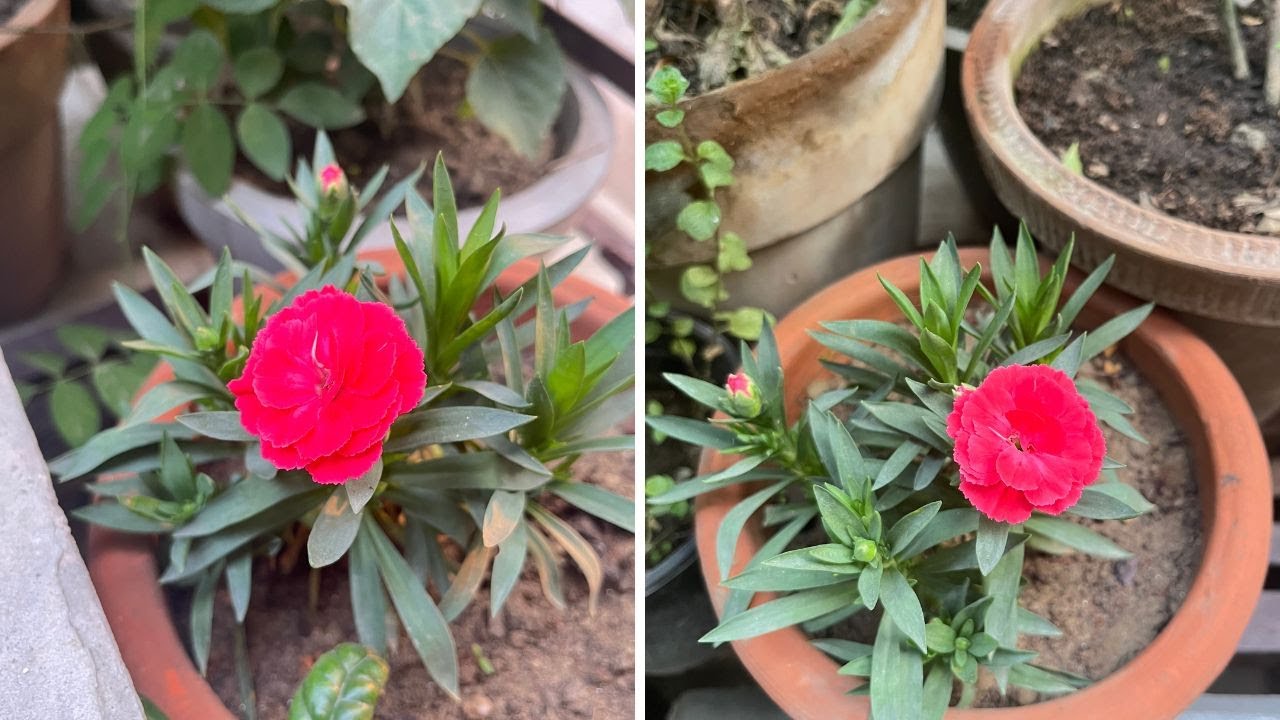 Mistakes to avoid in your Carnation plant (Hindi) - Grow & care ...