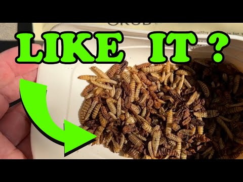 FEEDING BLACK SOLDIER FLY LARVAE by GRUB TERRA - A COMPLETE GUIDE # ...