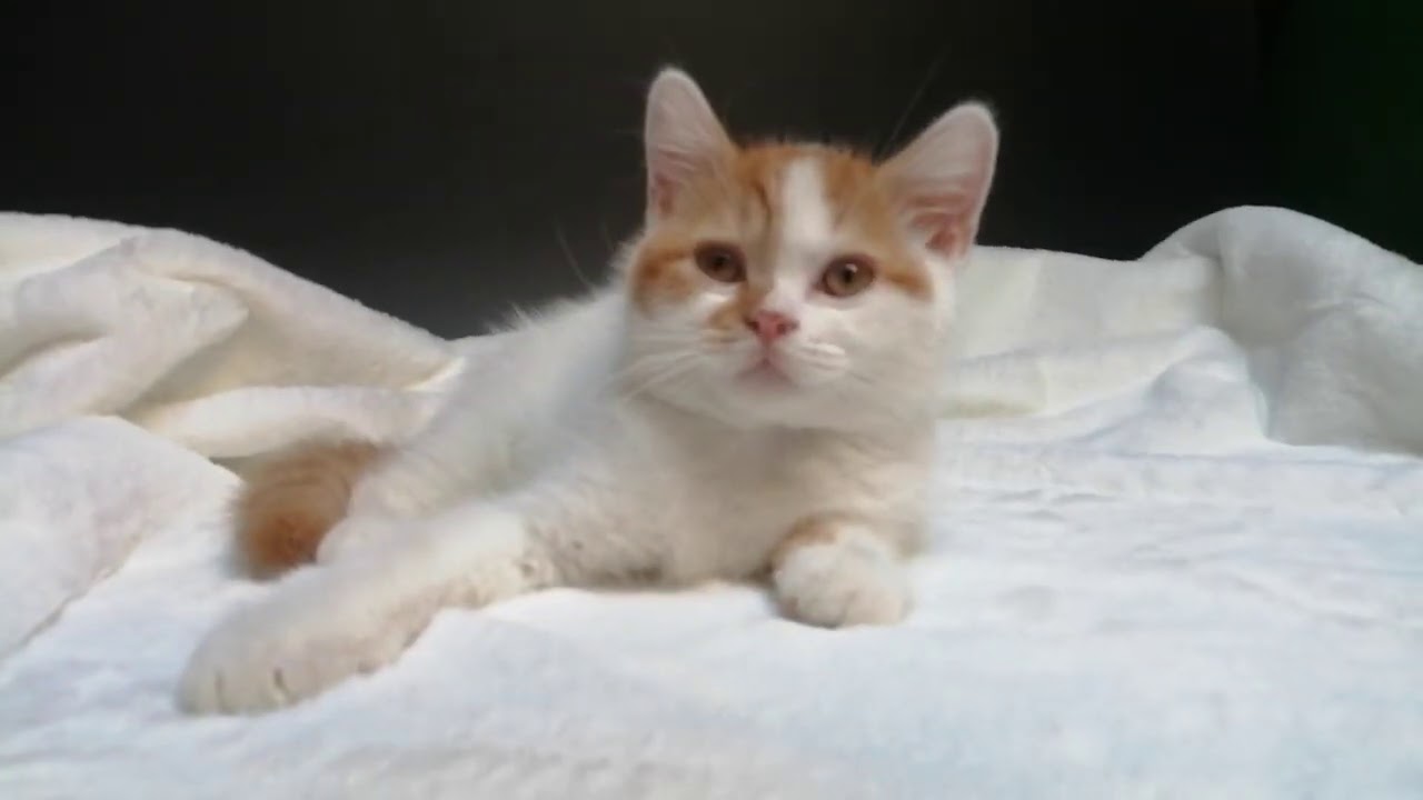 Gilford Ibry - mám 3 měsíce - YouTube