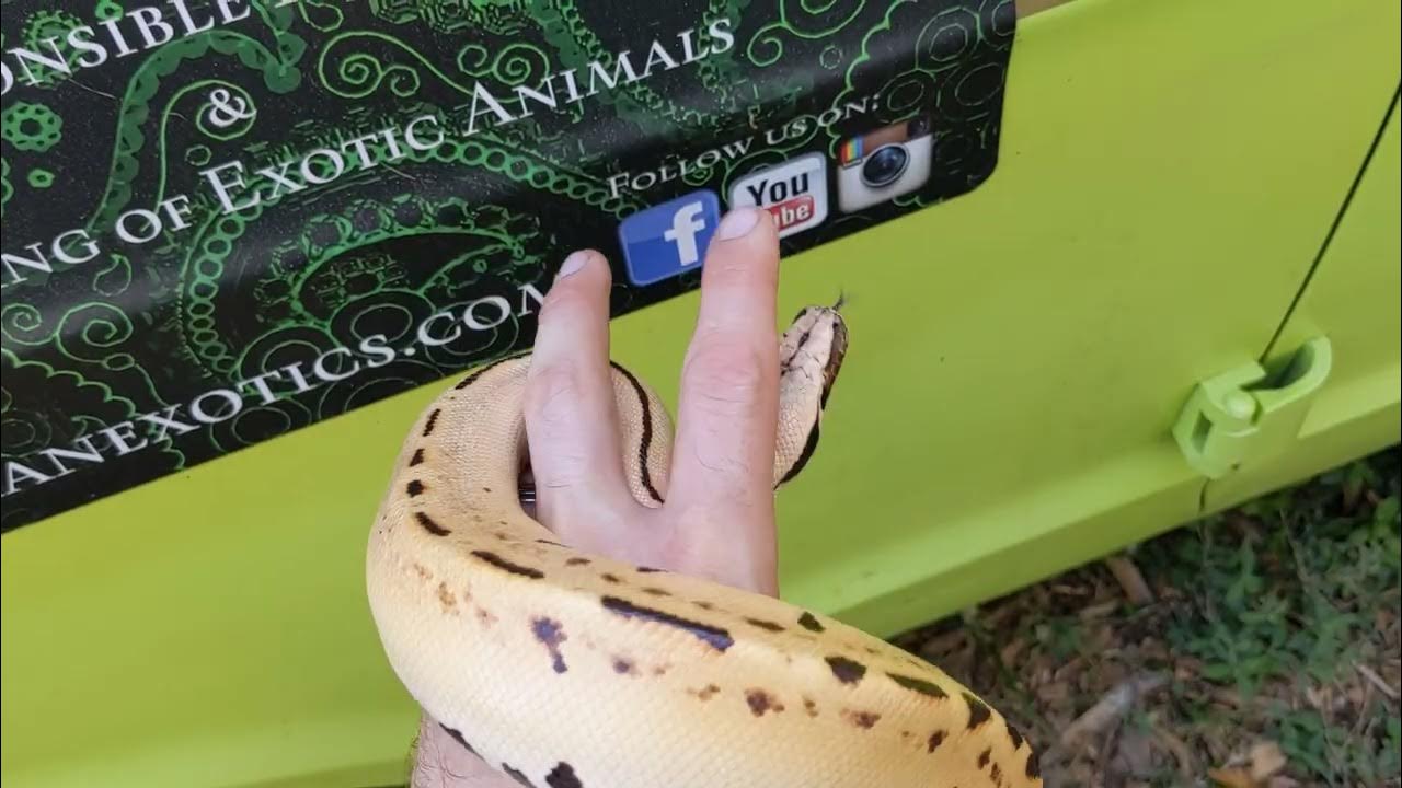 007 ( Golden Eye Matrix ) Blood Python Female - YouTube