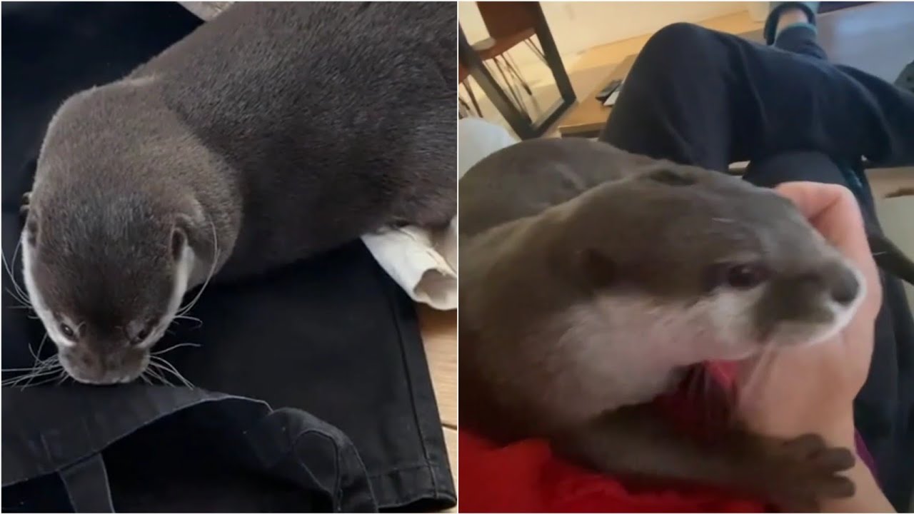 Princess Otter Qoo asking mom to go for shopping 😁🦦|Video2:Melonpan ...