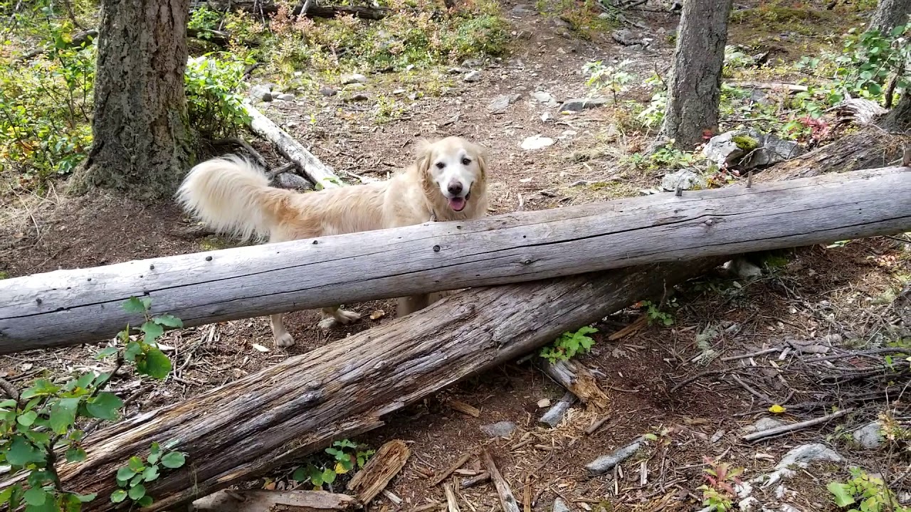Silly Dog Doesn't Want to Jump Over Tree Logs While Hiking - BC Canada ...