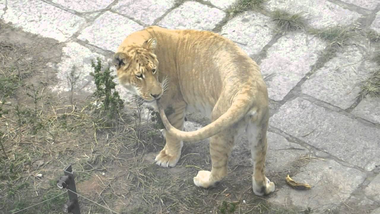 Liger at Safari Park Shenzhen Lion Tiger Mix - YouTube