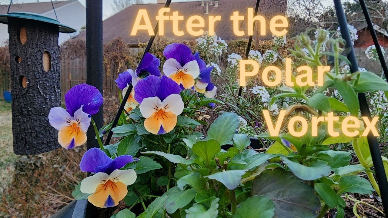 After the Polar Vortex | Zone 9b Texas Gulf Coast - YouTube